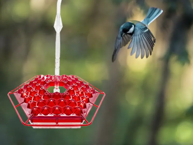Birdyl Hummingbird Feeder Review!